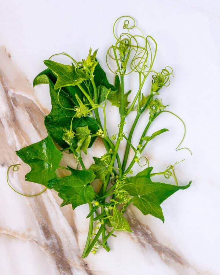 Chayote Plant - Poppys Wild Kitchen