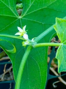 Chayote Plant - Poppys Wild Kitchen