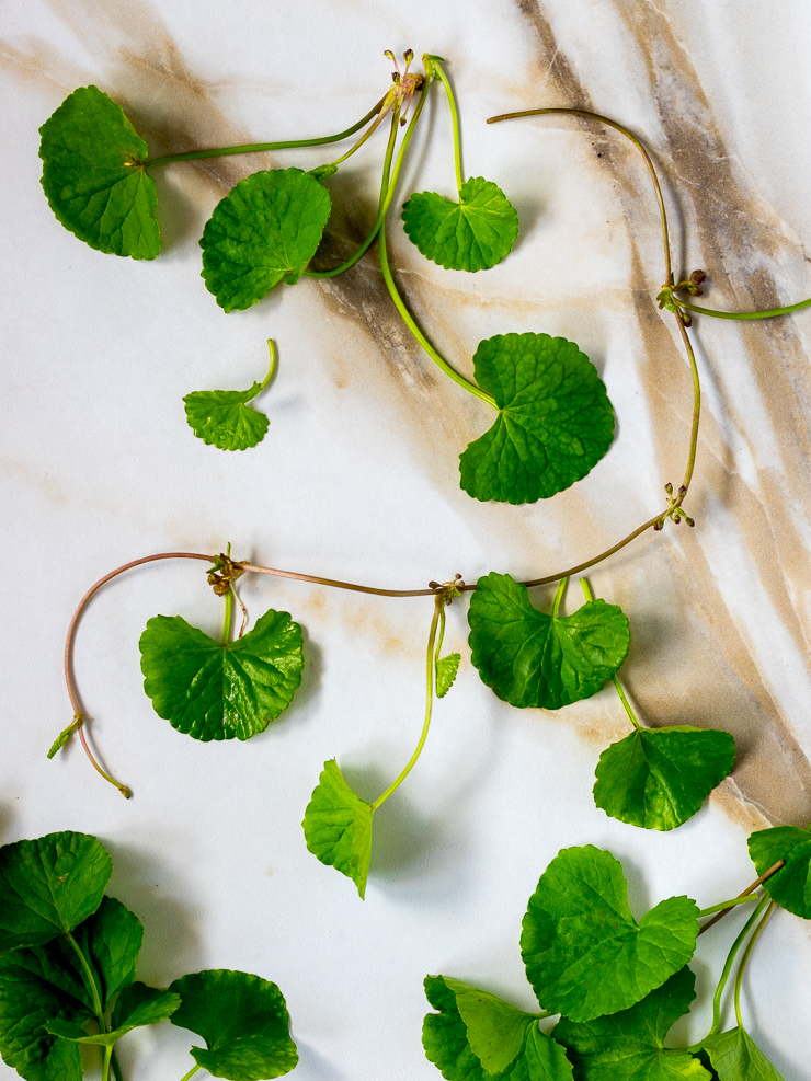 Gotu Kola - Centella Asiatica - Poppys Wild Kitchen