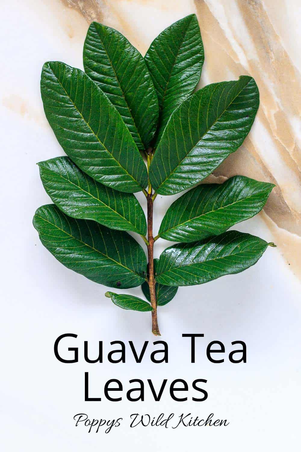 How To Make Guava Leaf Tea Poppys Wild Kitchen 9367