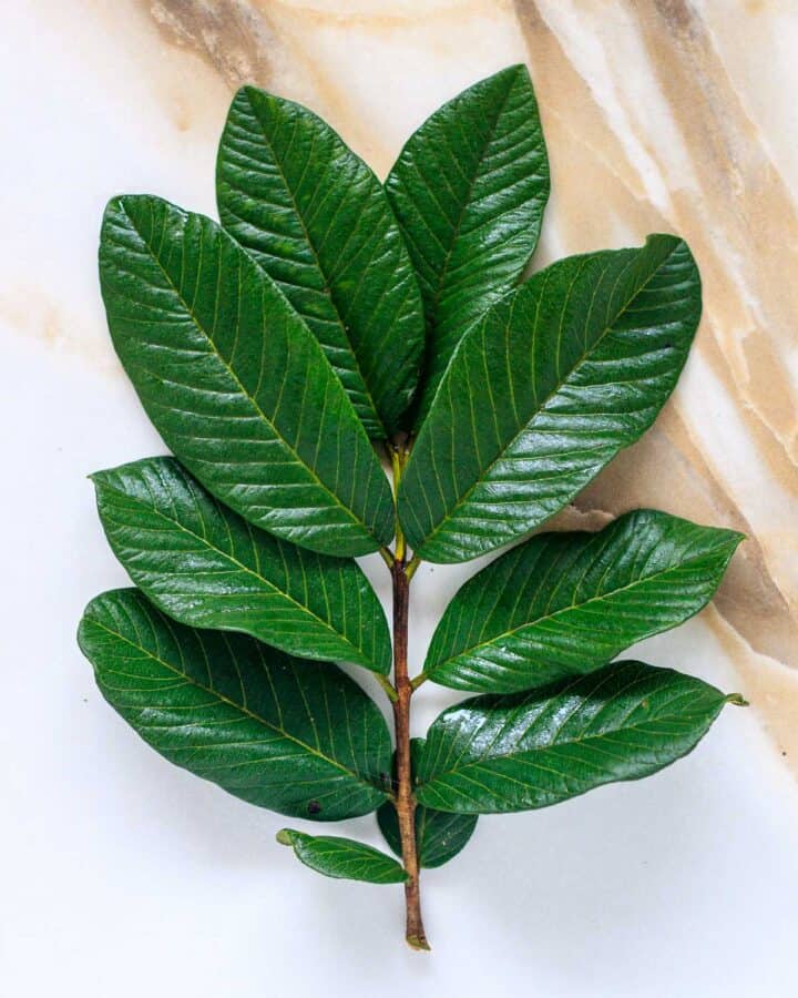 How to Make Guava Leaf Tea - Poppys Wild Kitchen