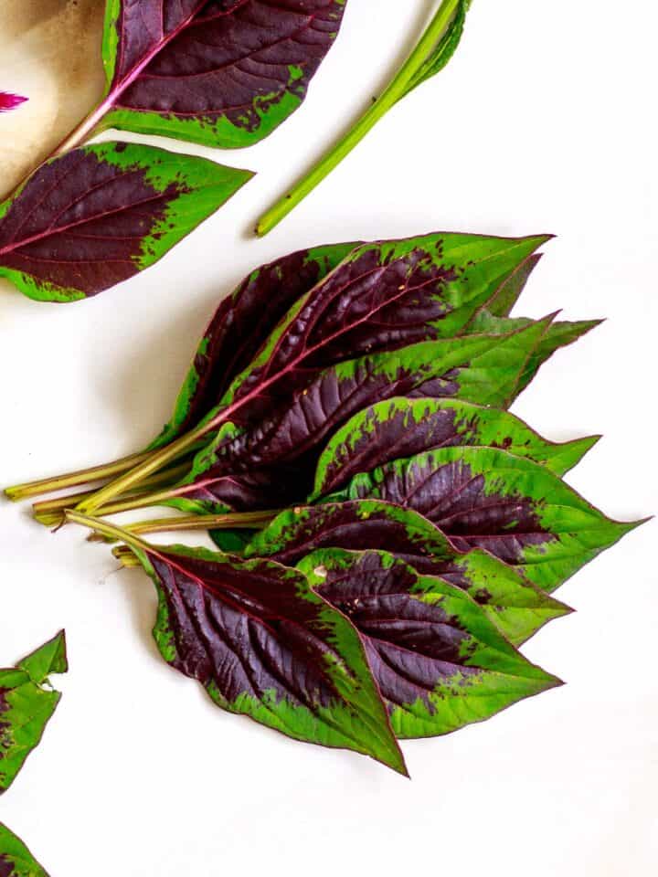 How To Eat Lagos Spinach - Poppys Wild Kitchen