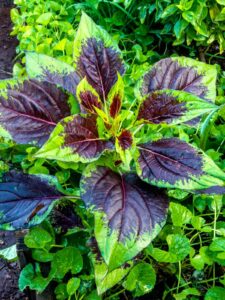 How To Eat Lagos Spinach - Poppys Wild Kitchen