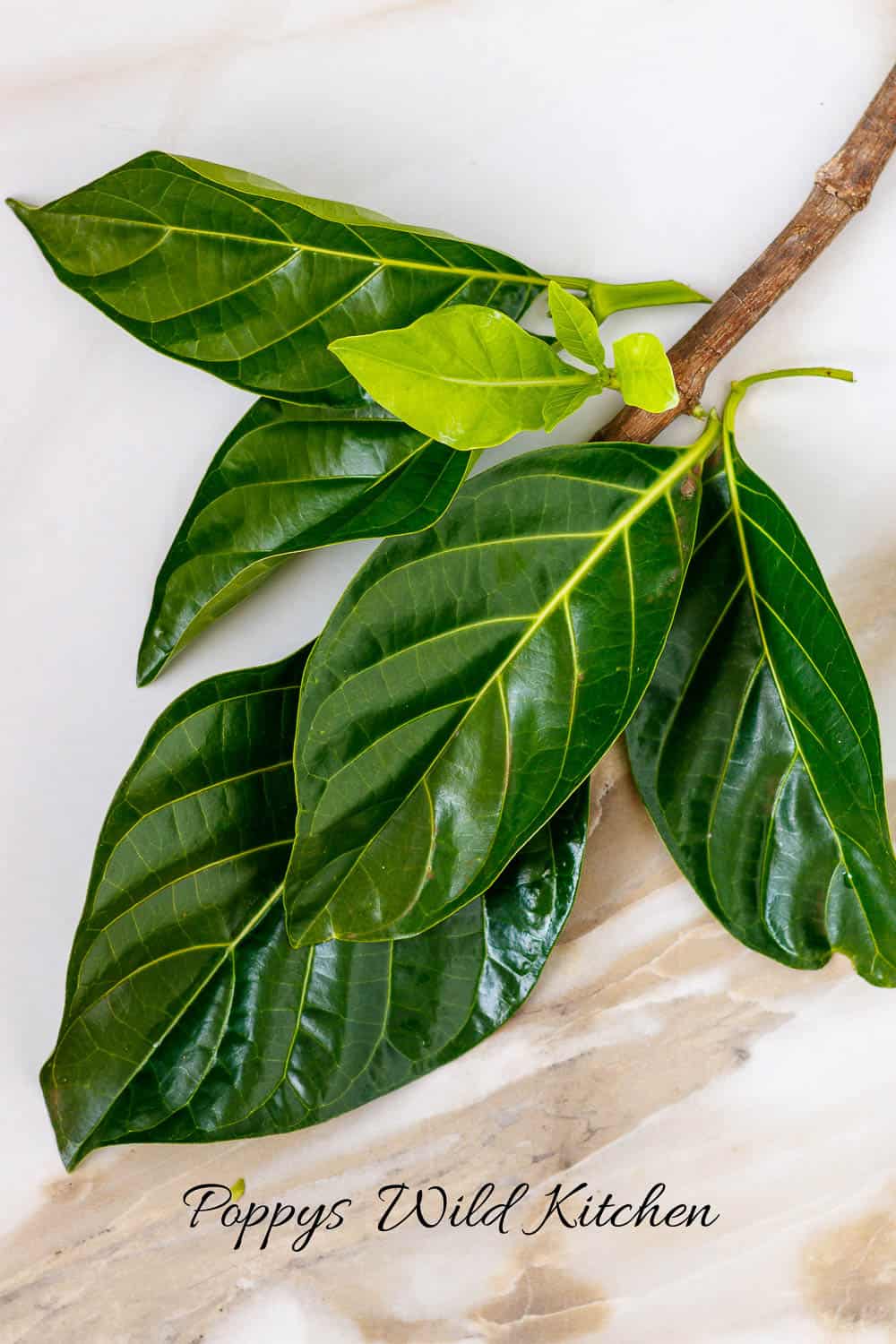 Hawaiian Noni - Poppys Wild Kitchen