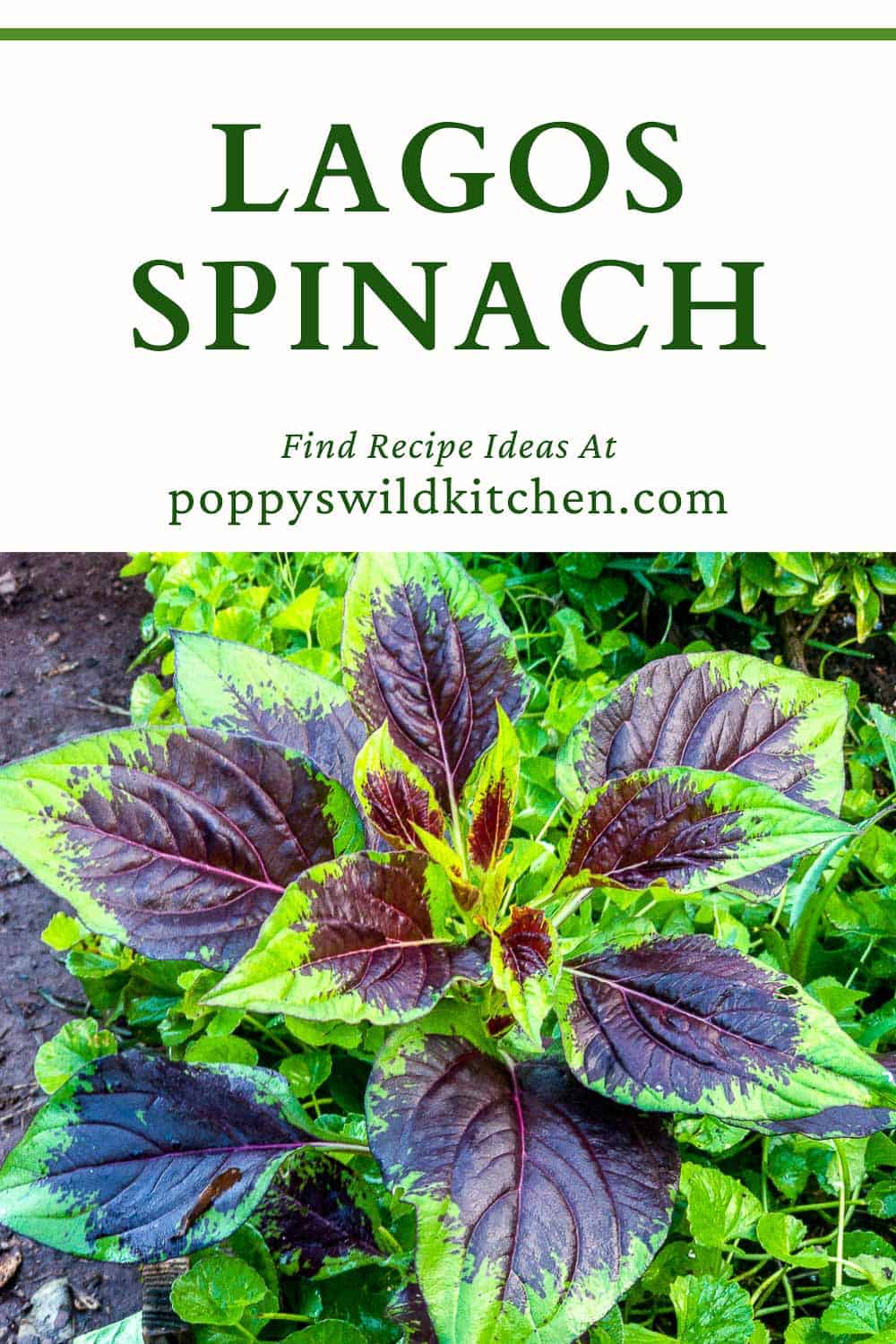 How To Eat Lagos Spinach - Poppys Wild Kitchen