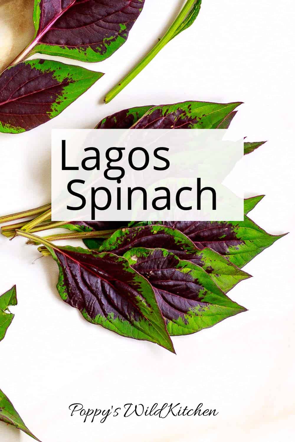How To Eat Lagos Spinach - Poppys Wild Kitchen