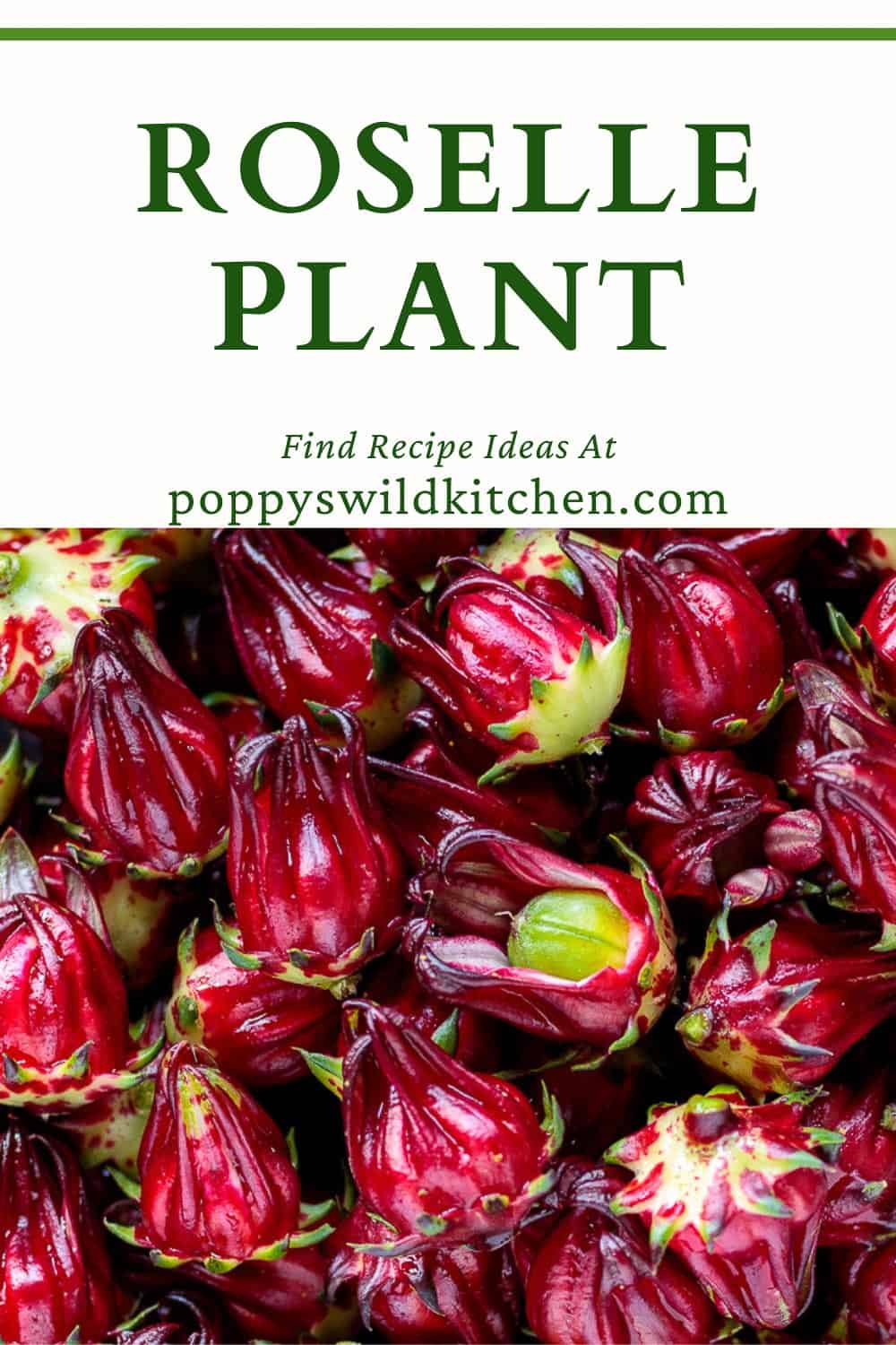 Roselle - Poppys Wild Kitchen