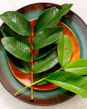 How to Make Guava Leaf Tea - Poppys Wild Kitchen