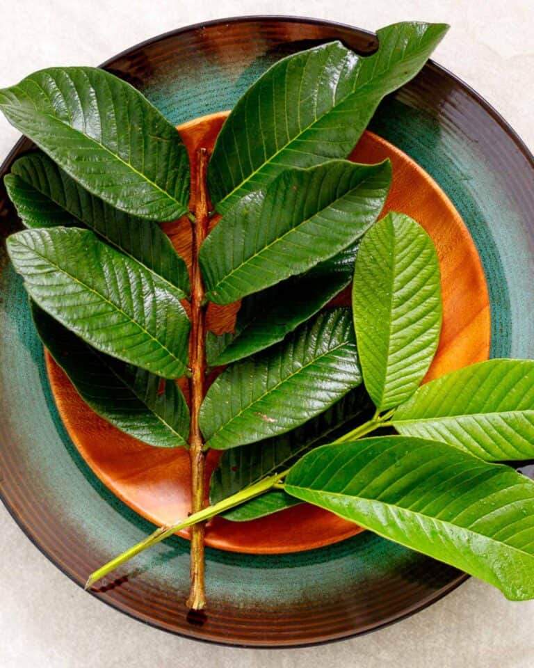 How to Make Guava Leaf Tea - Poppys Wild Kitchen