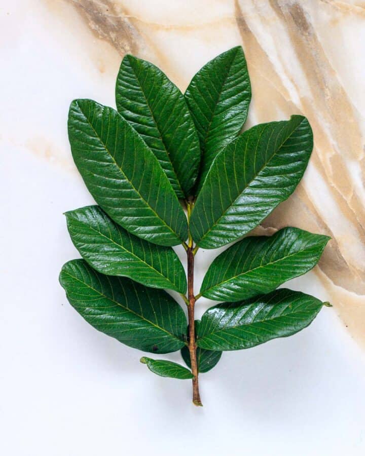 Wild Pink Guava - Poppys Wild Kitchen